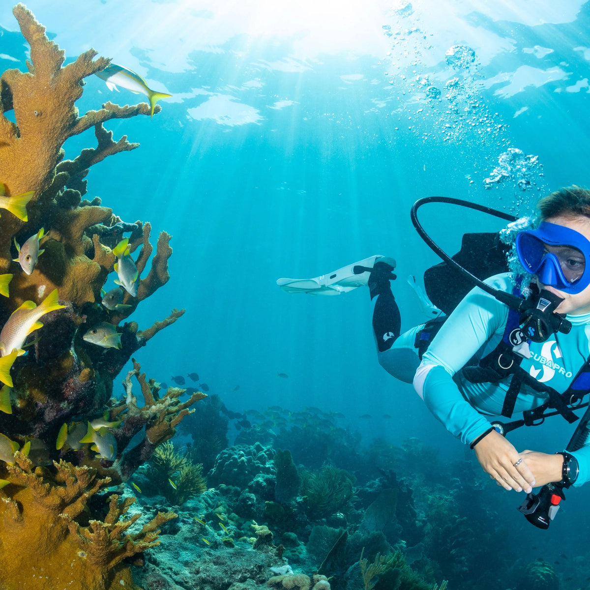Dive Masks Single Lens – DiveCatalog.com